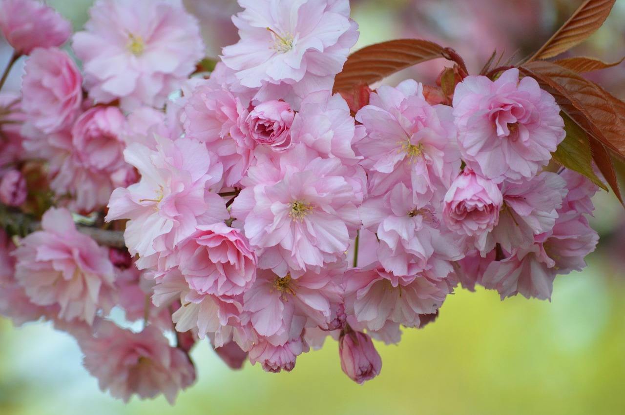 Flower Cherry Blossoms Blooms - Free photo on Pixabay