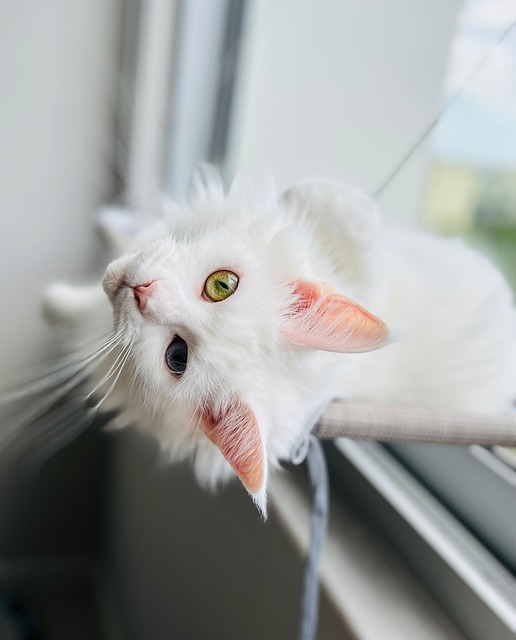 Animal Cat Maine Coon - Free photo on Pixabay - Pixabay