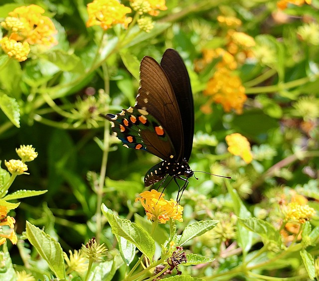 Queue D'Hirondelle Papillon - Photo gratuite sur Pixabay - Pixabay