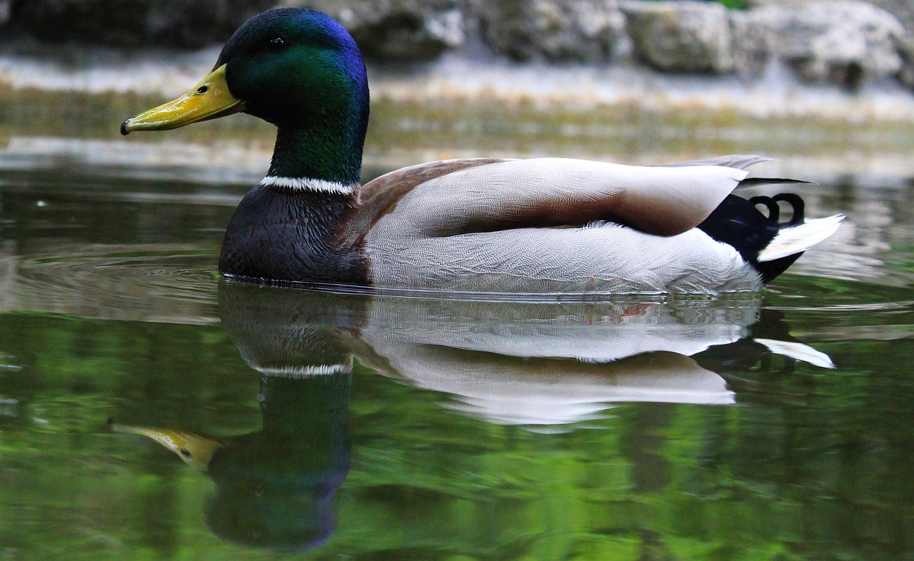 Pato Patos Selvagens Ave Plano De - Foto gratuita no Pixabay - Pixabay