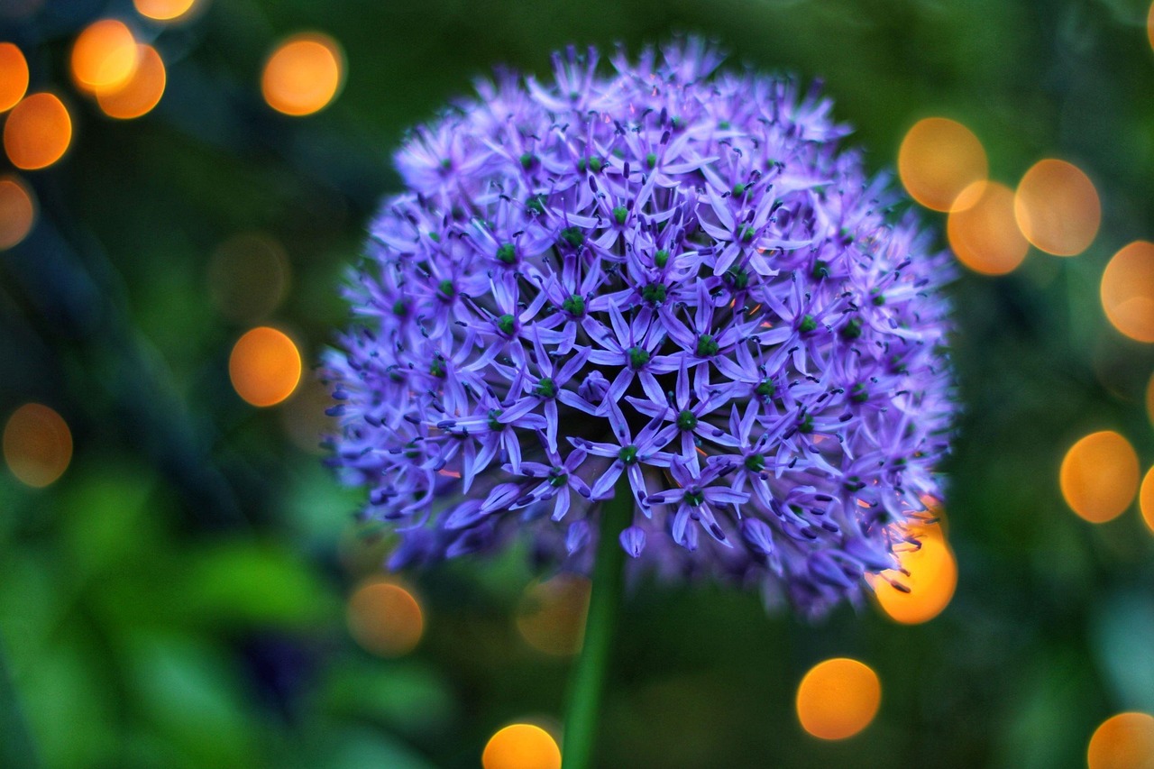Fleur Allium Bloom - Photo gratuite sur Pixabay - Pixabay