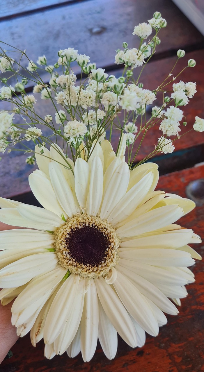 La Nature Fleur Fleurs - Photo gratuite sur Pixabay - Pixabay