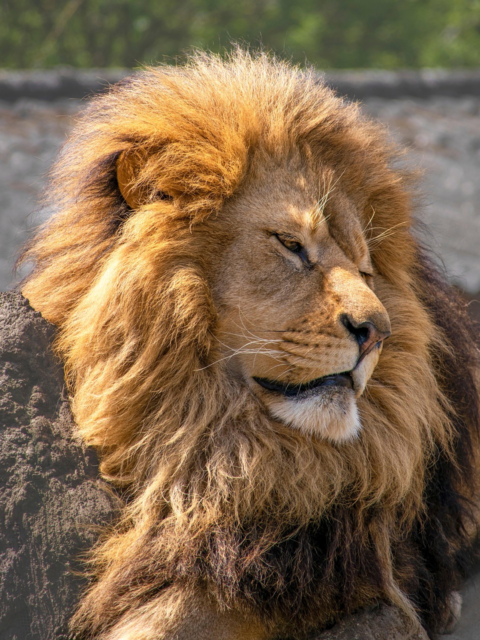 7,000+ Best Lion Images & Free HD Stock Photos - Pixabay