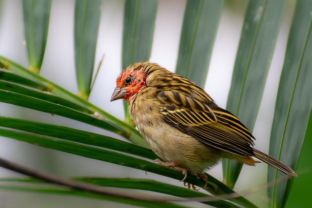 Bird Red-Headed Quelea Ornithology - Free photo on Pixabay