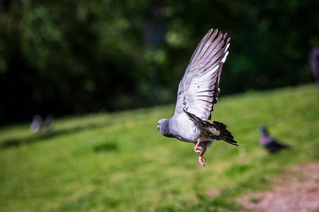 Birds Pigeons Wings - Free photo on Pixabay
