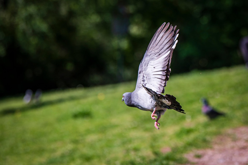 Birds Pigeons Wings - Free photo on Pixabay