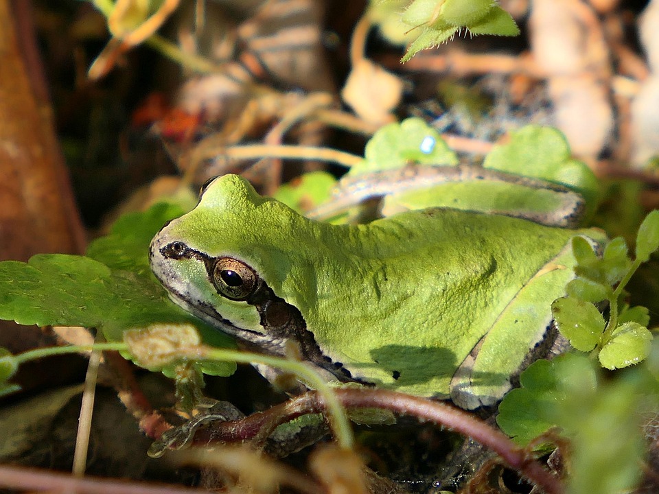Japanese Tree Frog Amphibia Nature - Free photo on Pixabay - Pixabay