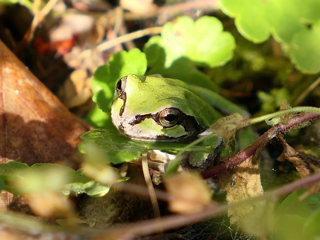 Perereca Japonesa Anfíbio Natureza - Foto gratuita no Pixabay - Pixabay