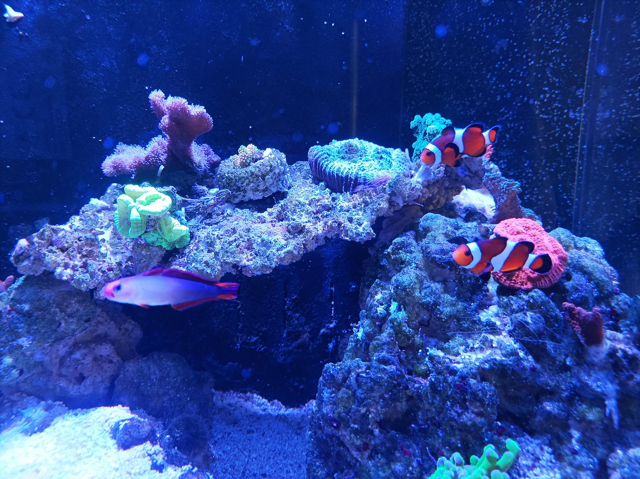 Aquarium Mer Poisson - Photo gratuite sur Pixabay - Pixabay