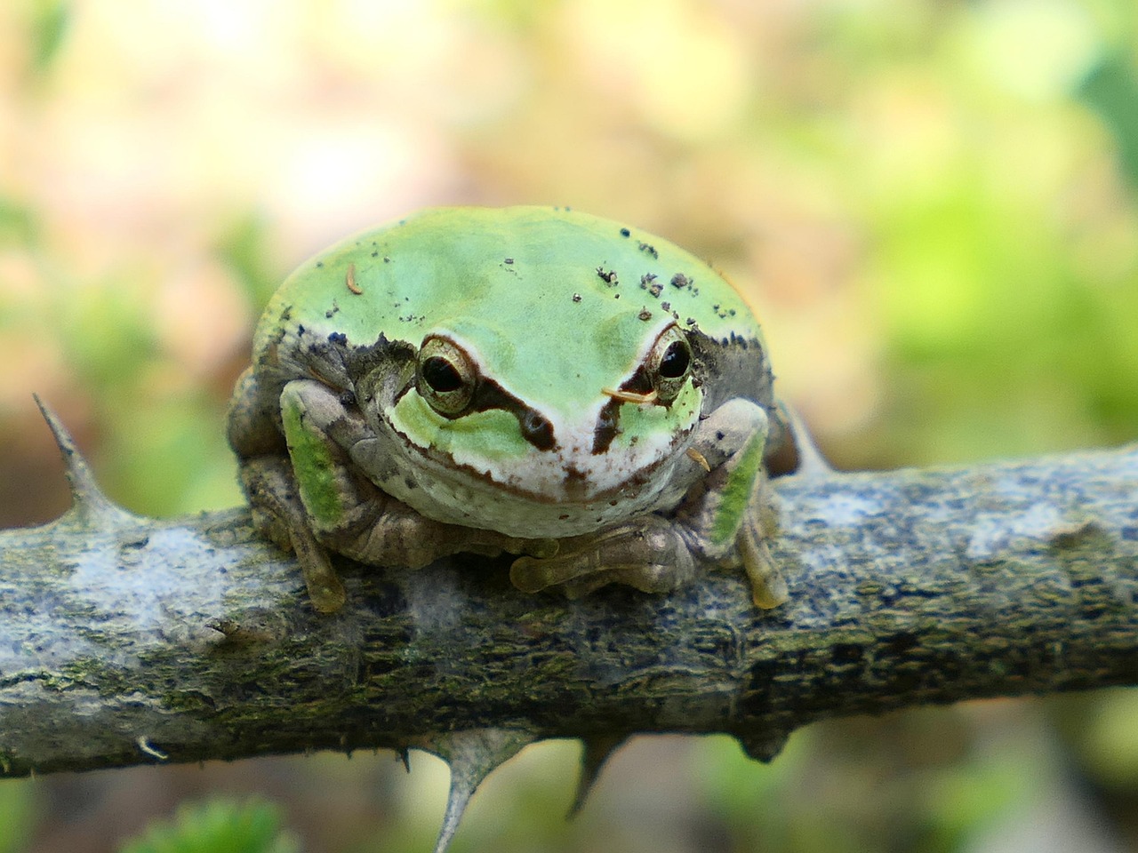 Japanese Tree Frog Amphibia Nature - Free photo on Pixabay - Pixabay