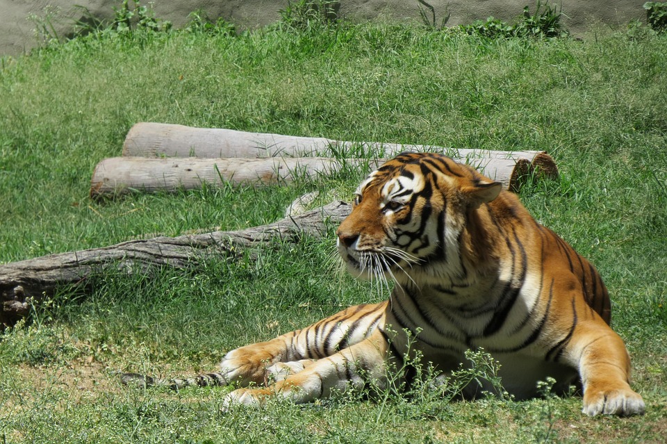 Tiger Feline Stripes - Free photo on Pixabay - Pixabay