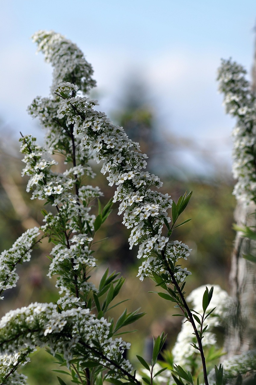 Flowers Bush Sapling - Free photo on Pixabay