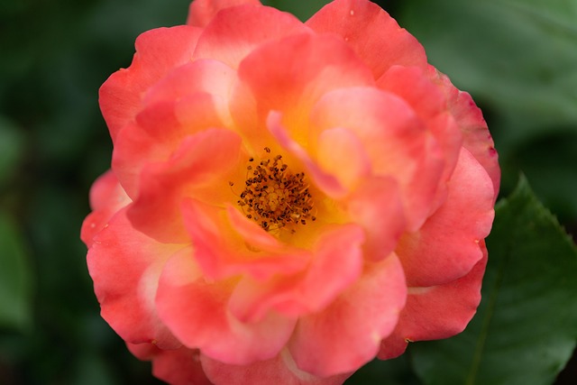 Bunga Mawar Taman Floribunda - Foto gratis di Pixabay - Pixabay