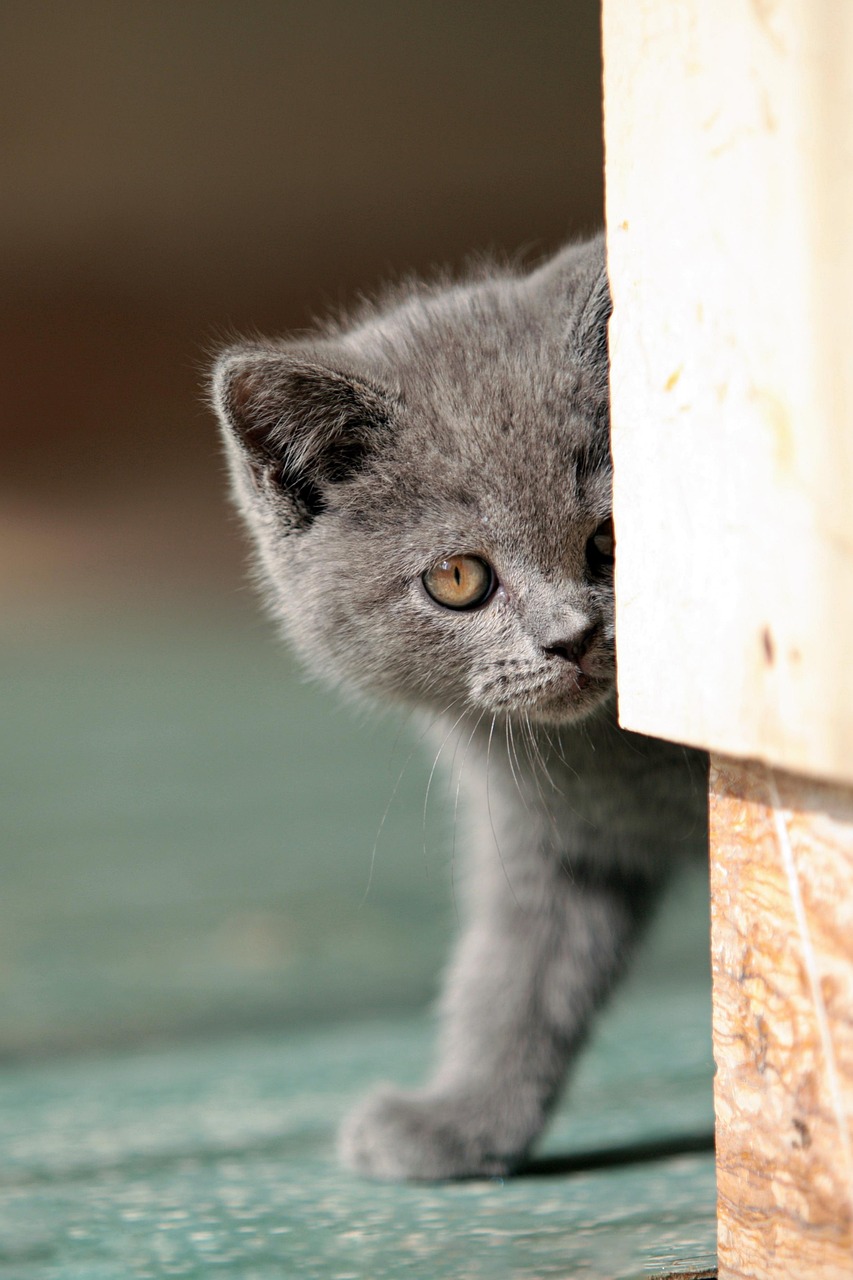 Animal Kitten Feline - Free photo on Pixabay - Pixabay