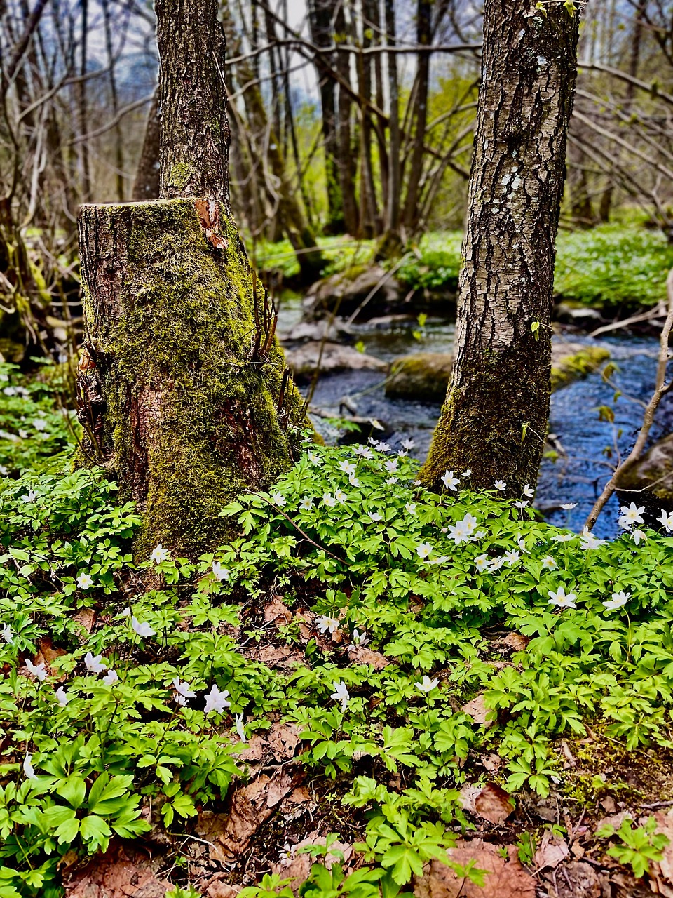 Natureza Primavera Floresta - Foto gratuita no Pixabay - Pixabay