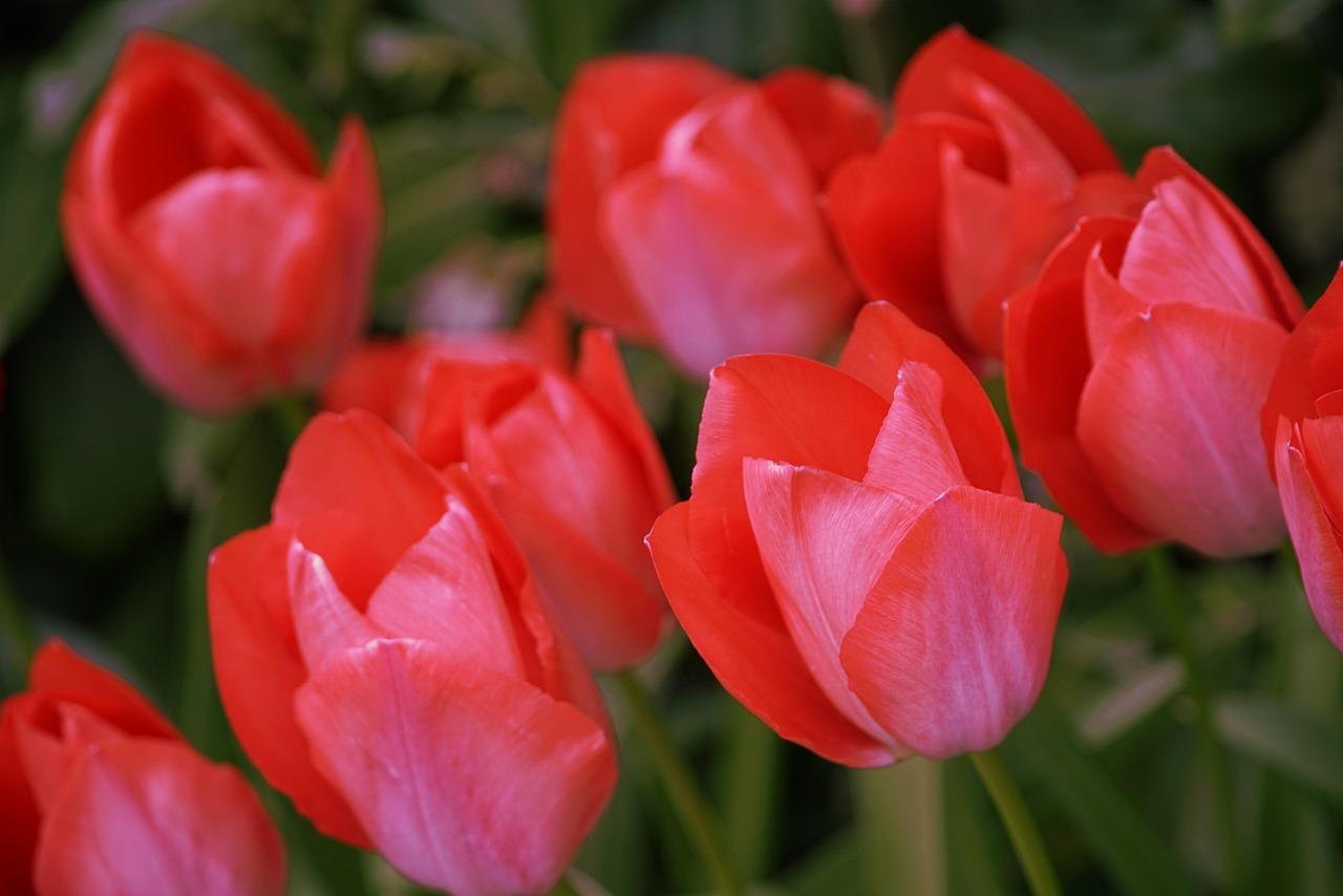 Tulips Flowers Spring - Free photo on Pixabay