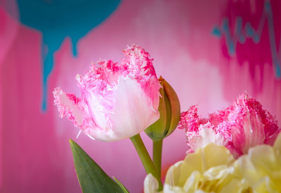 Pink Flowers Tulips - Free photo on Pixabay