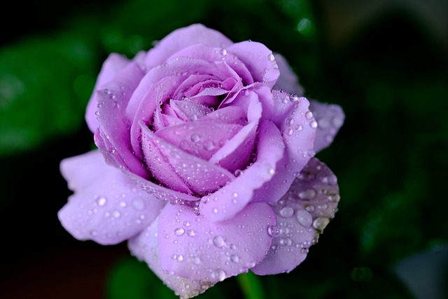 Flor Rosa Flora - Foto gratis en Pixabay - Pixabay