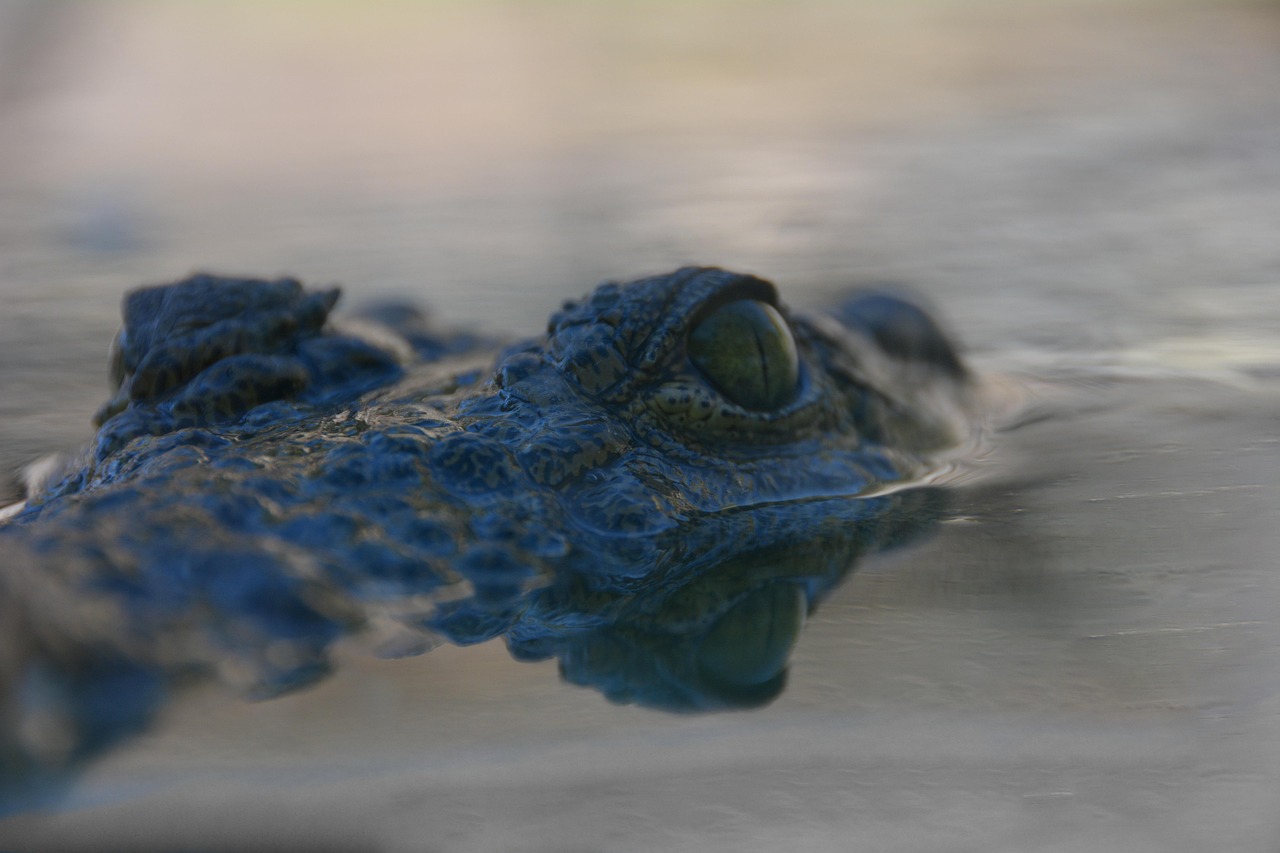 Cocodrilo Reptil Víspera - Foto gratis en Pixabay - Pixabay