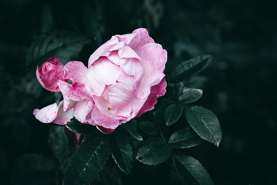 Pinke Blume Garten - Kostenloses Foto auf Pixabay