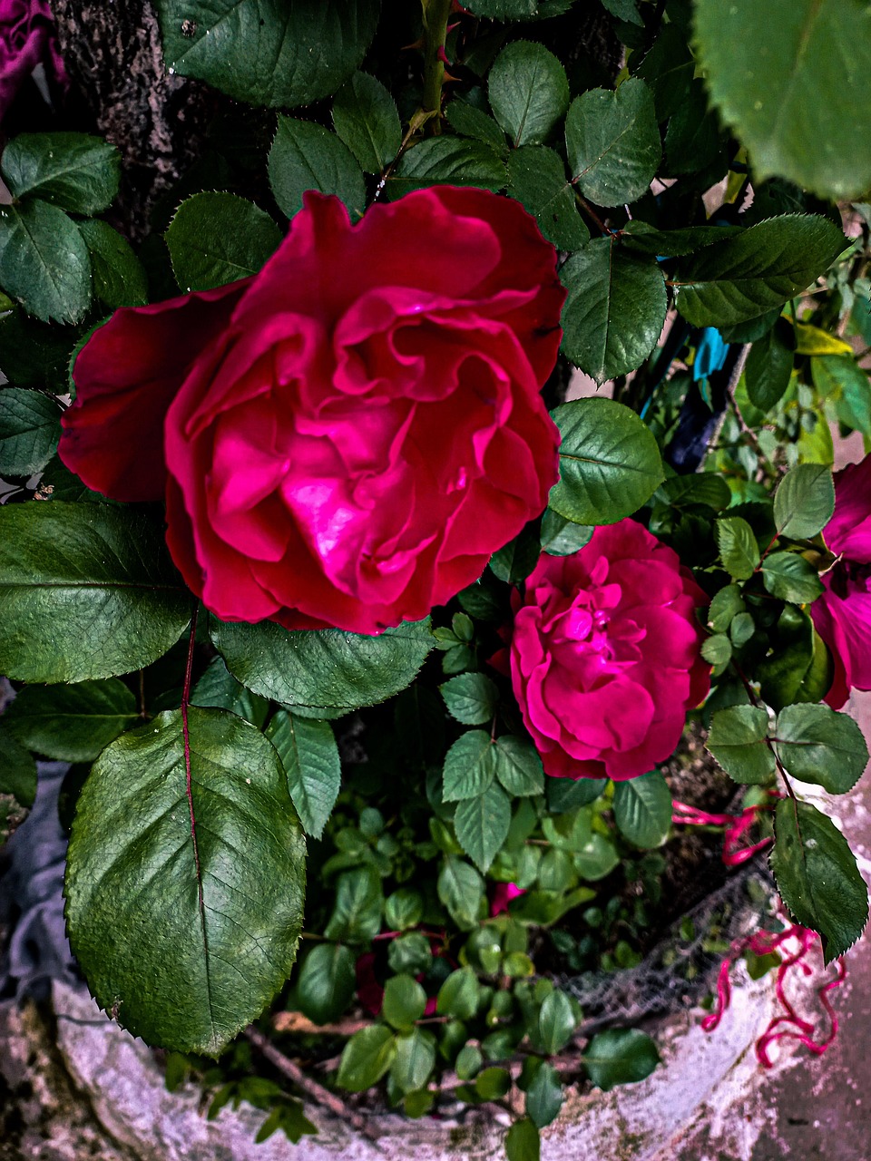 Bunga Merah Yang Indah - Foto gratis di Pixabay - Pixabay