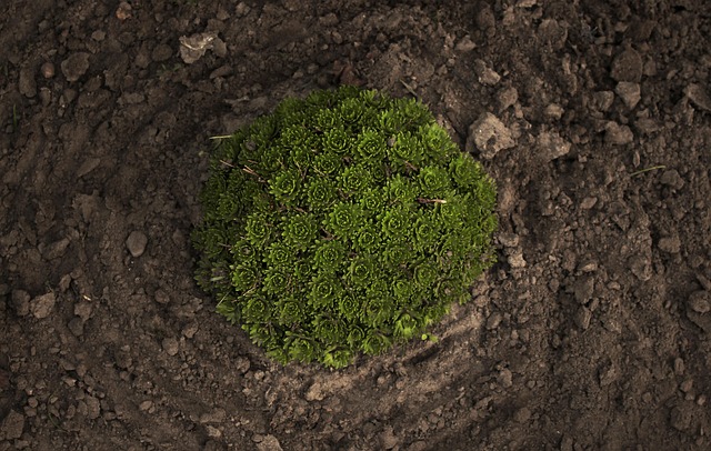 Plant Nature Garden - Free photo on Pixabay - Pixabay