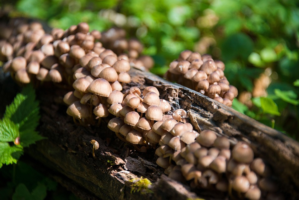 Mushrooms Winter Helmling Forest - Free photo on Pixabay
