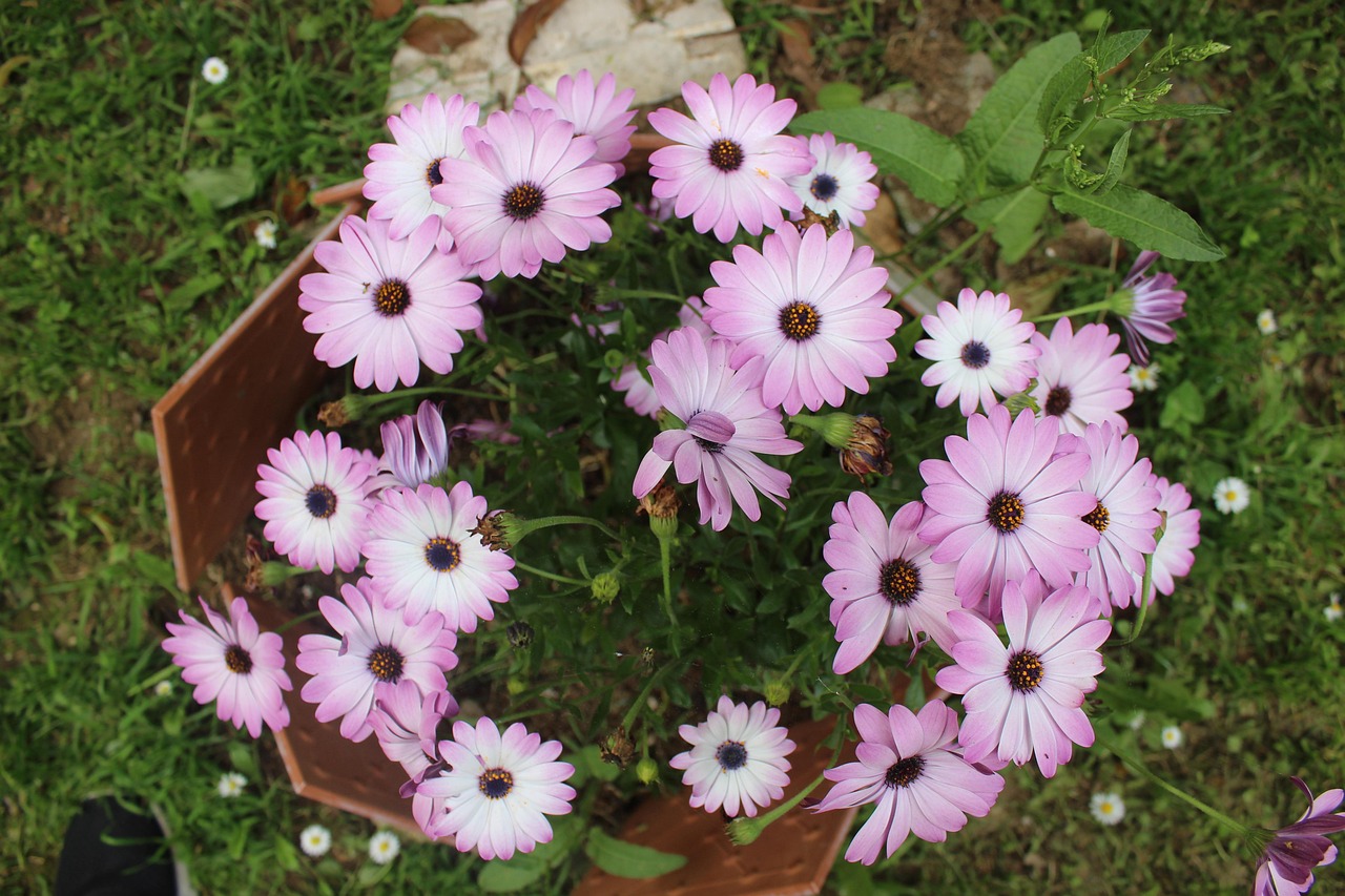 Nature Flore Pétales - Photo gratuite sur Pixabay - Pixabay