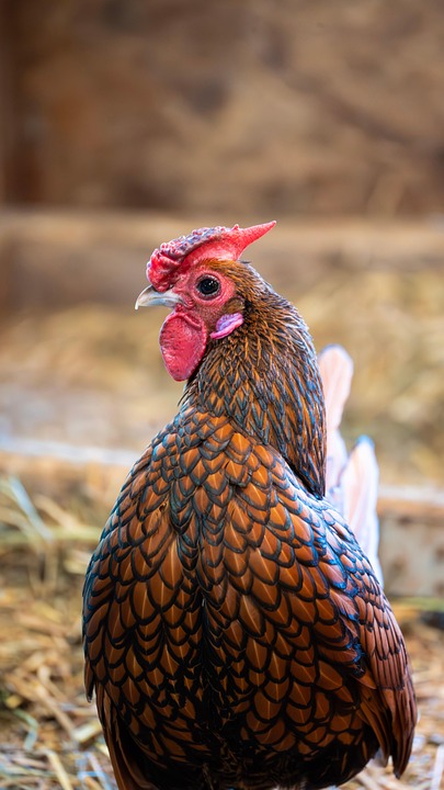 Bird Chicken Livestock - Free photo on Pixabay