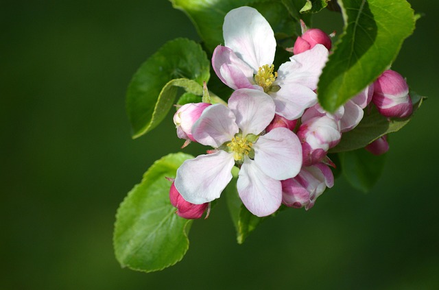 Apple Blossom Pink Flowers Flower - Free photo on Pixabay - Pixabay