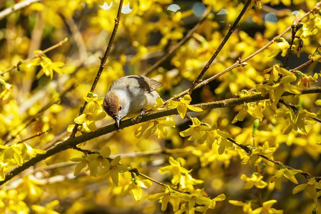 Bird Ornithology Species - Free photo on Pixabay