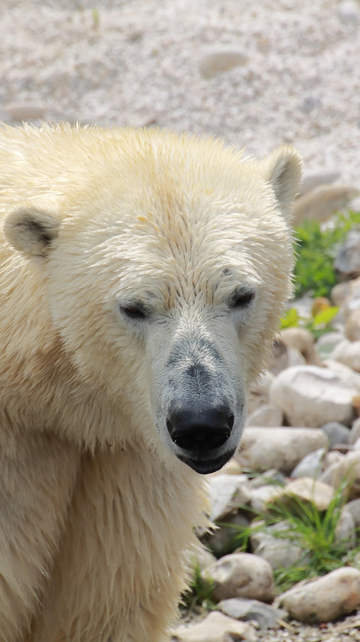 Urso Polar Animal Selvagem - Foto gratuita no Pixabay - Pixabay