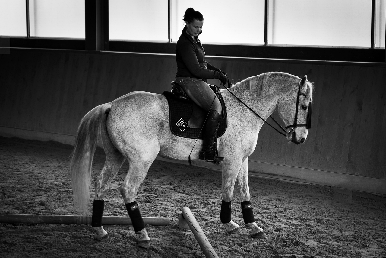 200+ Free Dressage & Horse Images - Pixabay