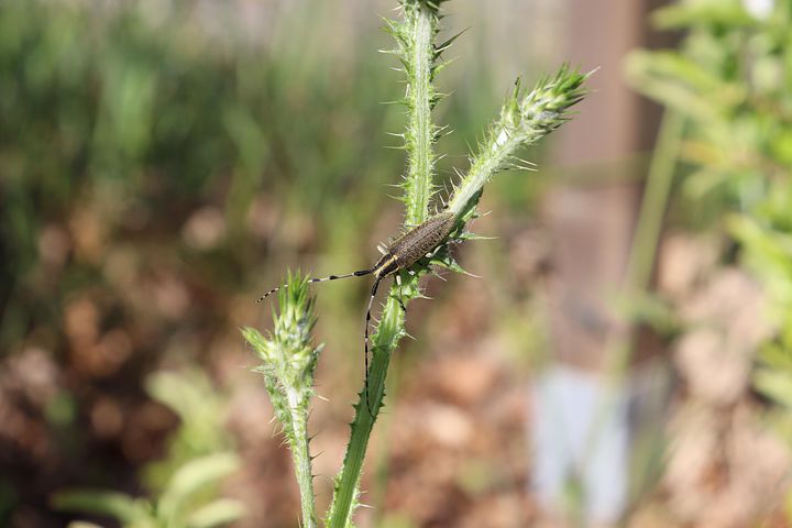 4+ Free Agapanthia Villosoviridescens & Longhorn Beetle Images - Pixabay