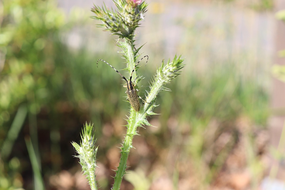 Agapanthia Villosoviridescens - Free photo on Pixabay