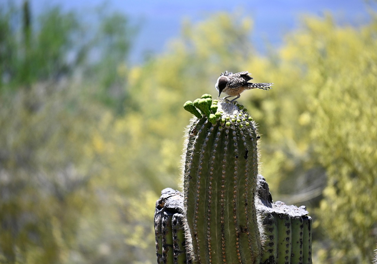Wren De Cactus Reyezuelo Fauna - Foto gratis en Pixabay - Pixabay