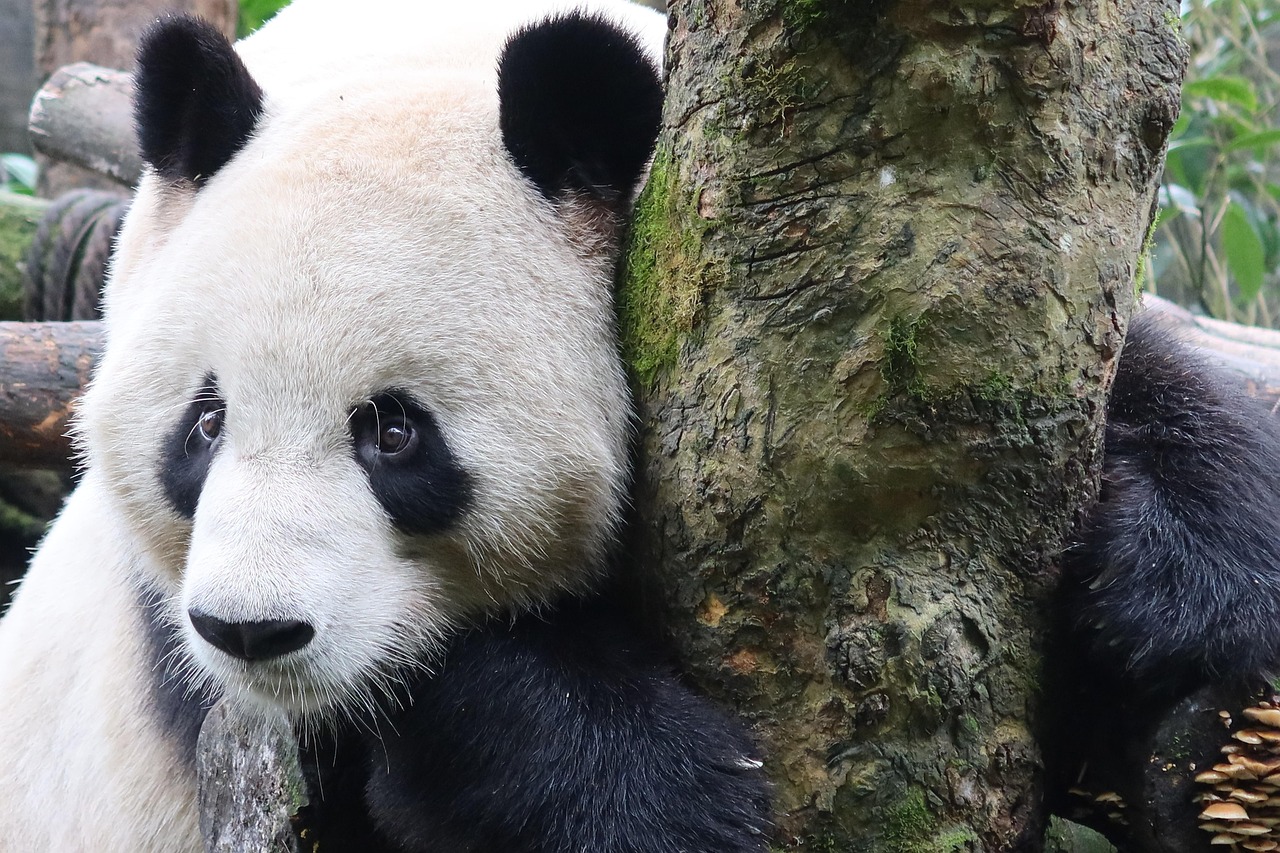 Panda Bonitinho - Foto gratuita no Pixabay - Pixabay