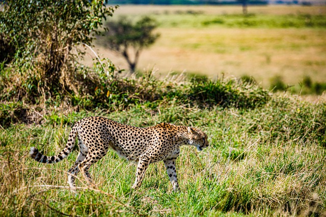 Gepard Cub Feline - Gratis foto på Pixabay - Pixabay