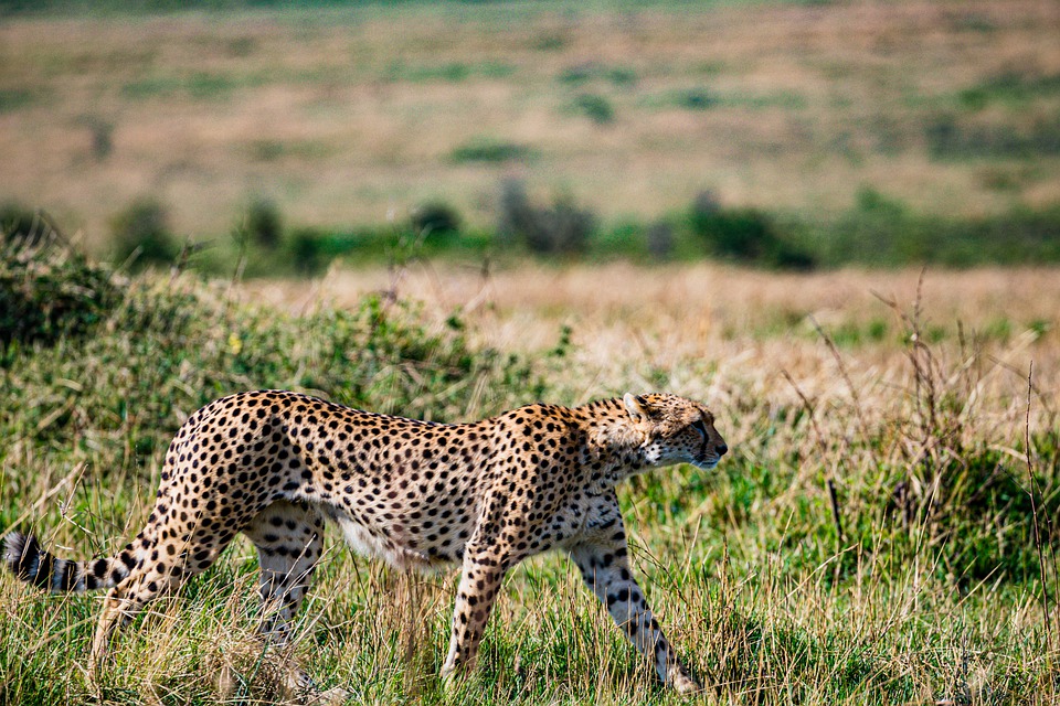 Cheetah Cub Feline - Free photo on Pixabay