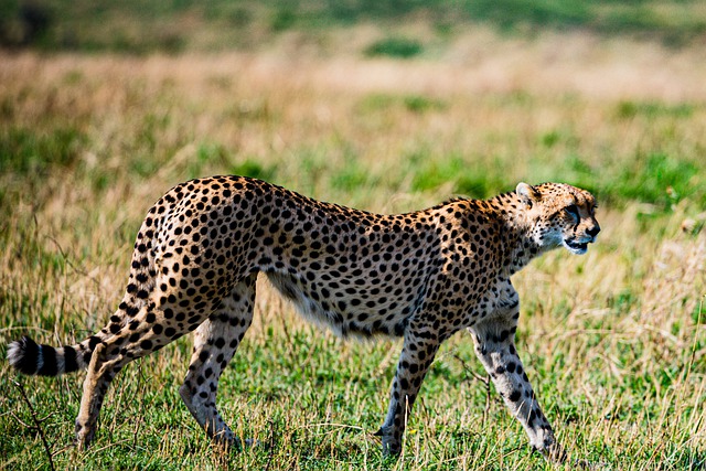 Cheetah Feline Mammal - Free photo on Pixabay