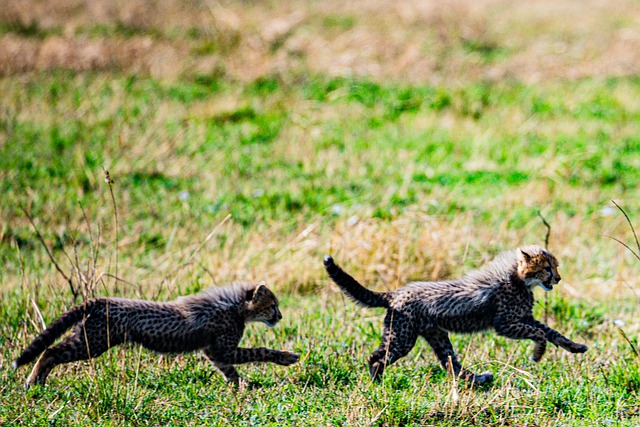 Guepardos Felinos Mamíferos - Foto gratis en Pixabay - Pixabay