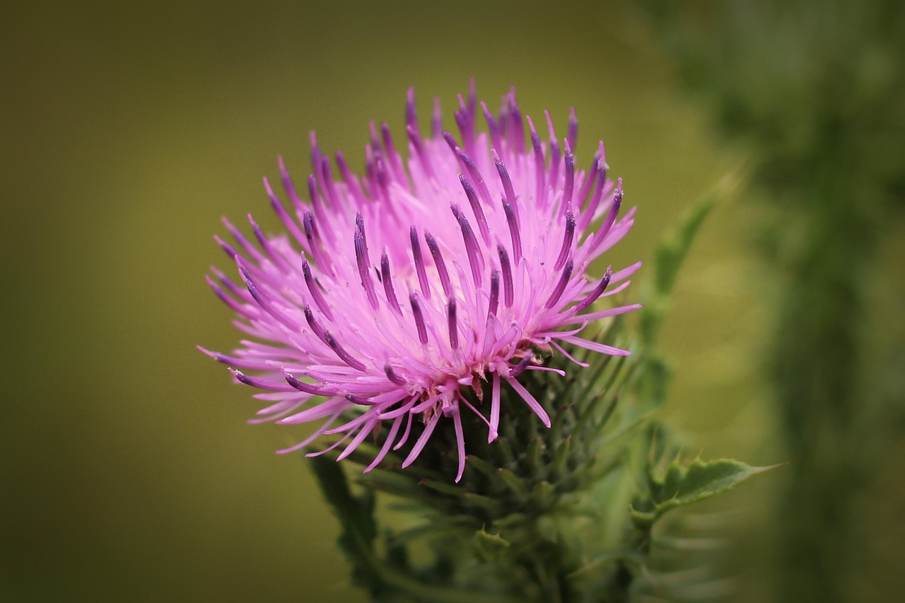 Flor Carraspera Rosado Hermosas - Foto gratis en Pixabay - Pixabay