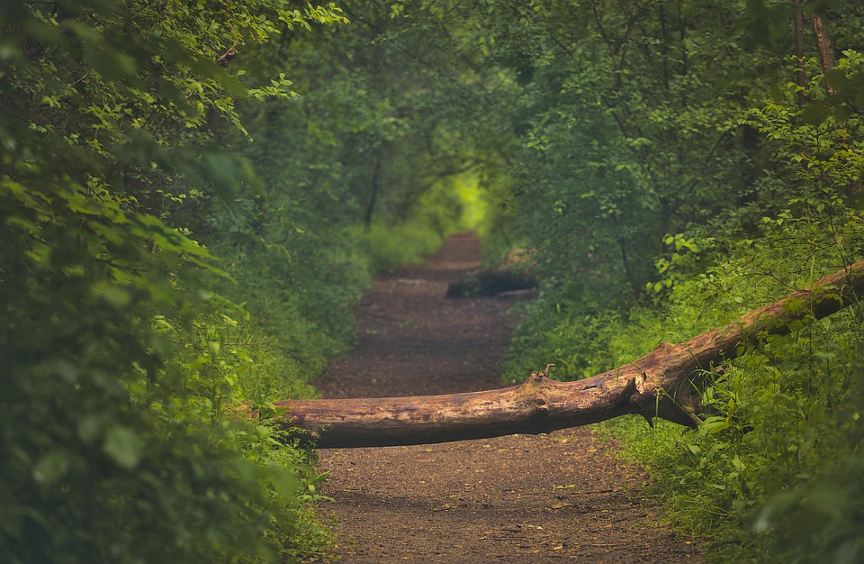 La Nature Paysage Forêt - Photo gratuite sur Pixabay - Pixabay