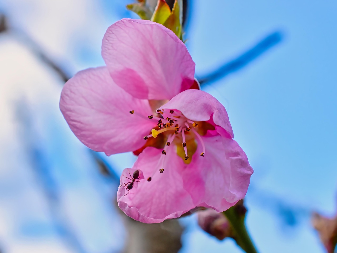 Apple Blossom Bloom - Free photo on Pixabay - Pixabay