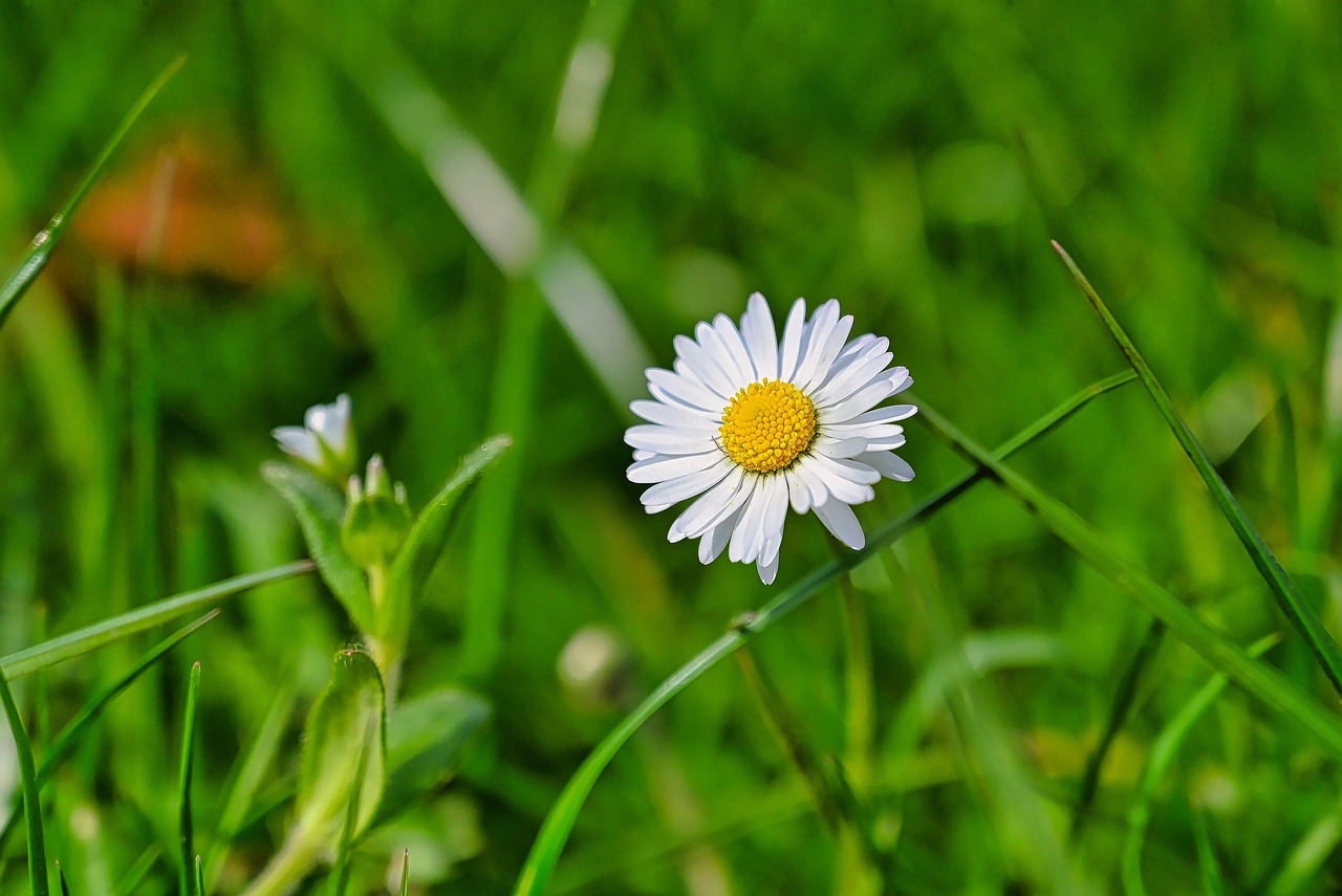 Bunga Aster Tanaman Padang - Foto gratis di Pixabay - Pixabay
