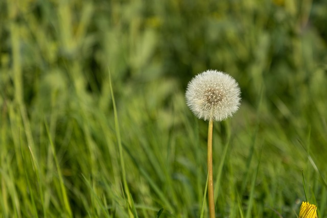 Dandelion Meadow Close Up - Free photo on Pixabay - Pixabay