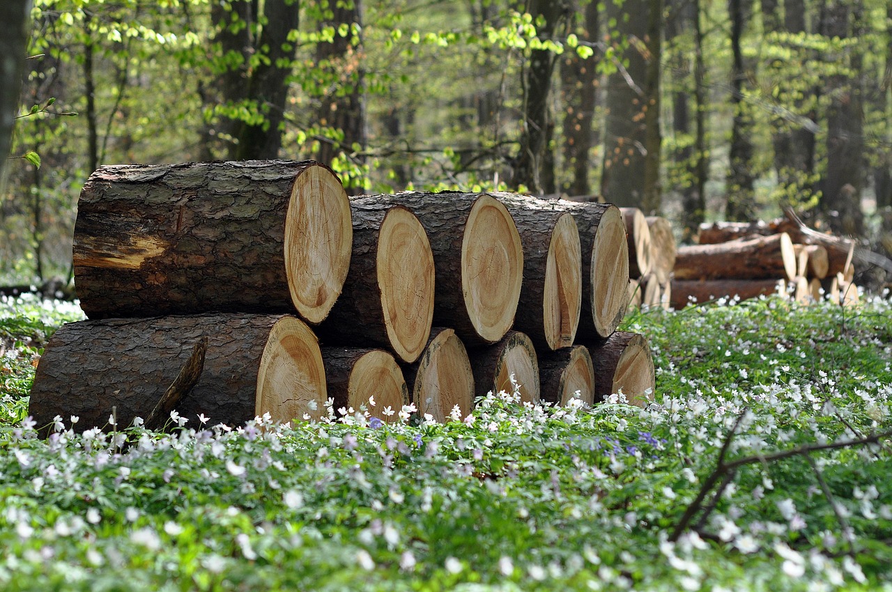 Paysage Forêt Des Arbres - Photo gratuite sur Pixabay - Pixabay
