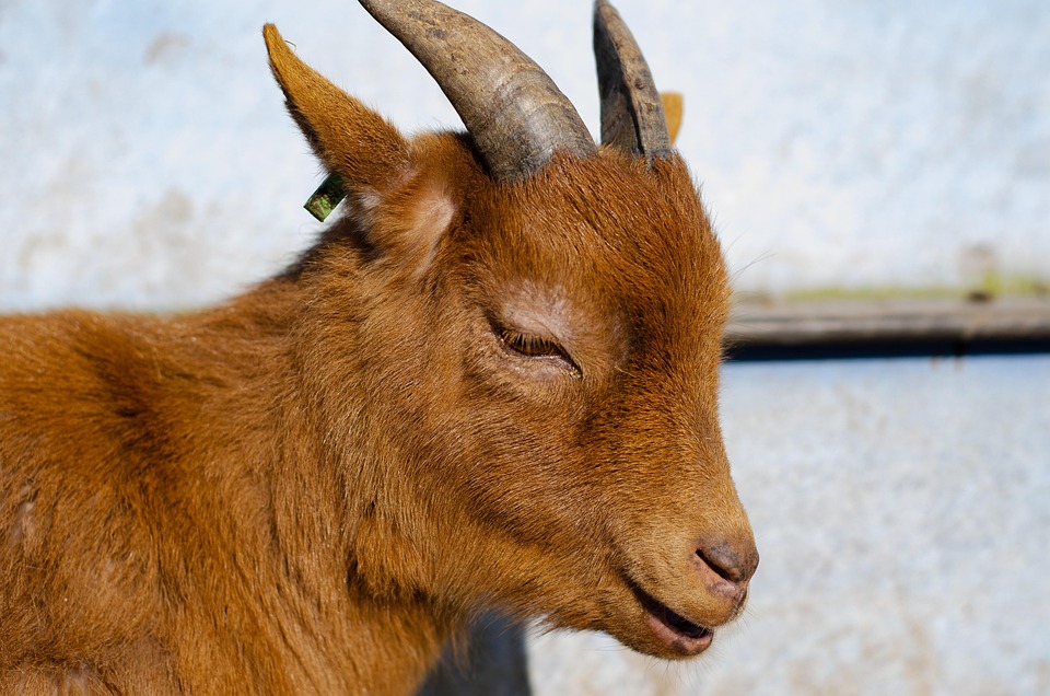 Chèvre Animal Nature Zoo Pour - Photo gratuite sur Pixabay - Pixabay