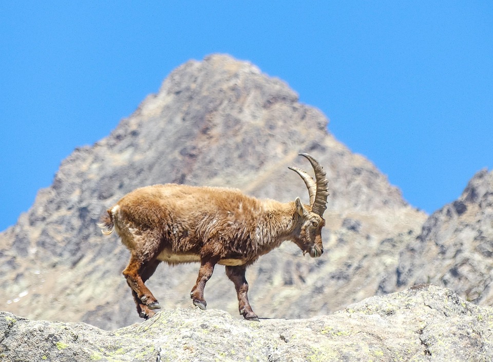 Ibex Animal Peisaj - Fotografie gratuită pe Pixabay - Pixabay