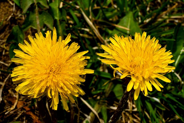 Dandelions Flowers Spring - Free photo on Pixabay - Pixabay